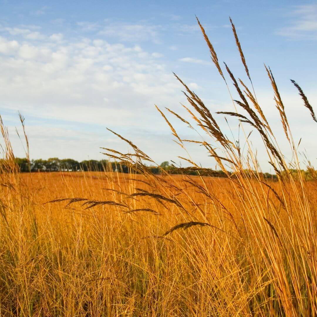 Unlocking Opportunity: Free Trade and Movement Agreements for ...